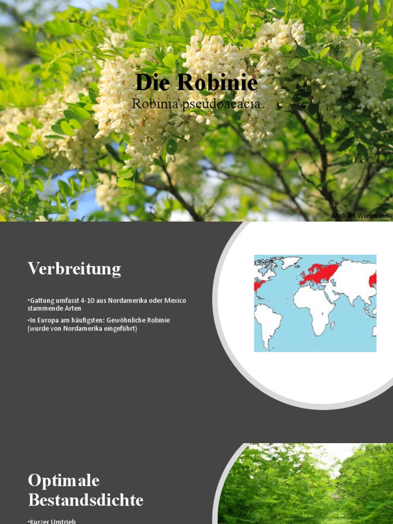 Die Robinie | PDF