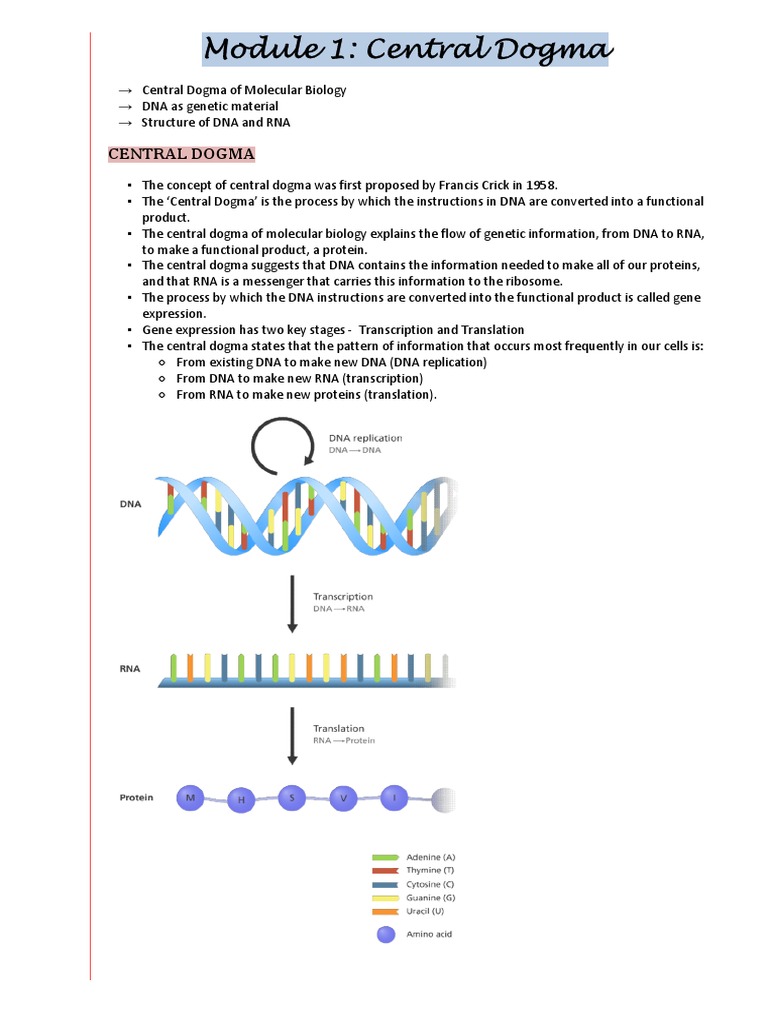 Module 1 - Central Dogma | PDF | Dna | Nucleic Acids