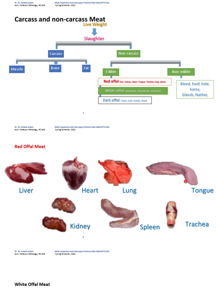 A Guide to the Classification and Composition of Edible and Non-Edible ...