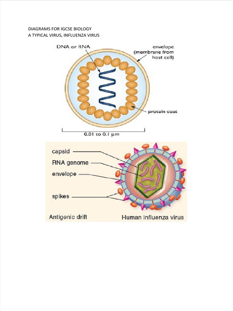 IGCSE Biology Diagrams for Key Concepts | PDF | Cell (Biology) | Plants IGCSE Biology Diagrams for Key Concepts | PDF | Cell (Biology) | Plants