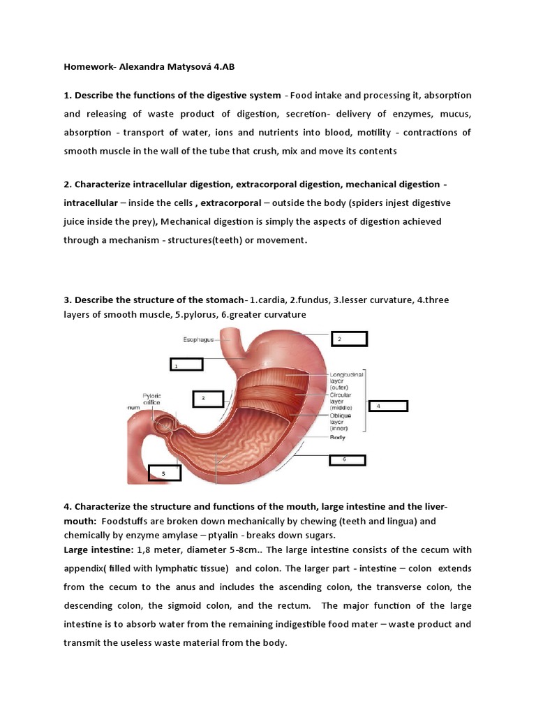 DU - Digestive System | PDF | Pancreas | Digestion