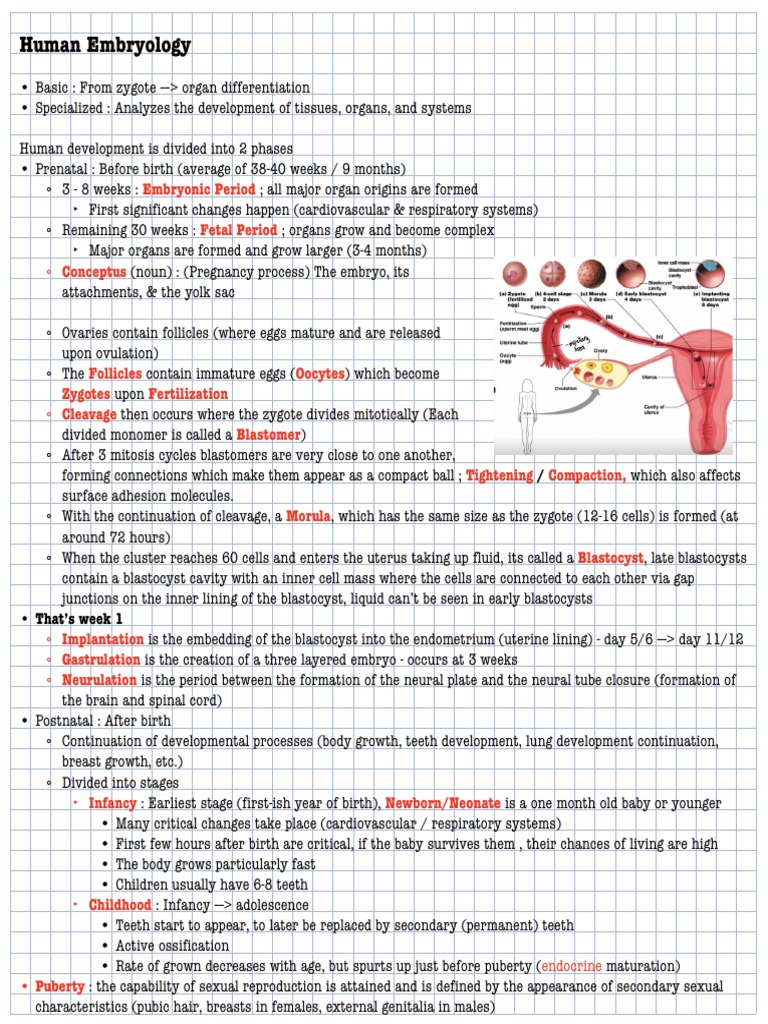 Intro To Embryology PDF | PDF | Luteinizing Hormone | Menstrual Cycle