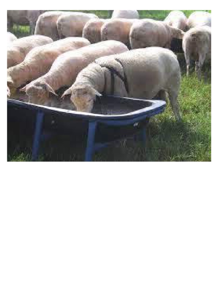 Maximizing Profits from a Sustainable Sheep Farming Business | PDF ...