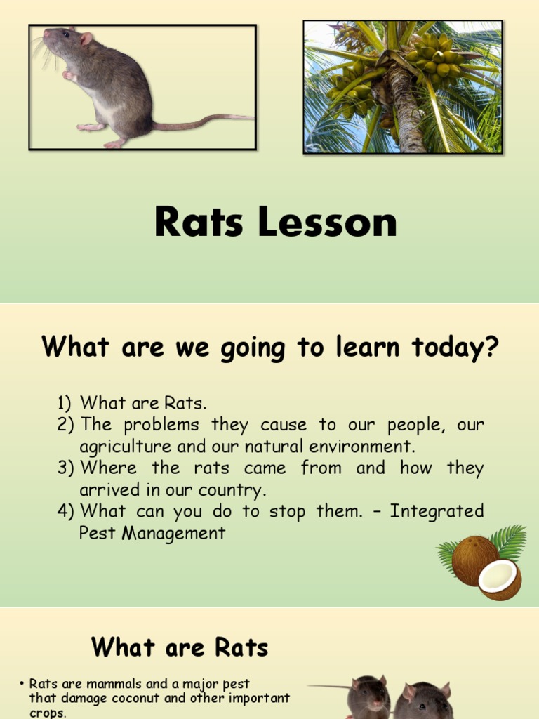 Rats Powerpoint | PDF | Creative Commons License | Rat