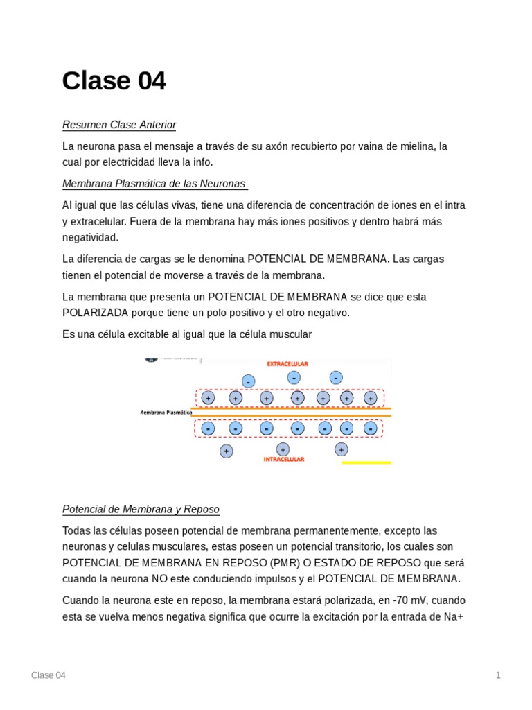 Clase04 PDF | PDF | Potencial de acción | Sinapsis