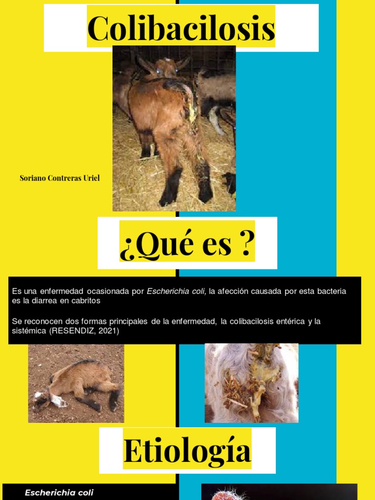 Colibacilosis | PDF | Escherichia coli | Diarrea