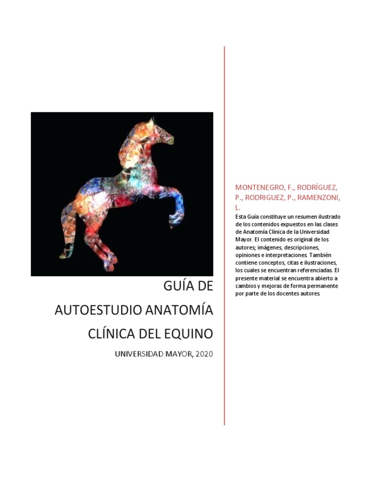 Anatomía De La Rodilla Del Caballo Huesos D Miembro