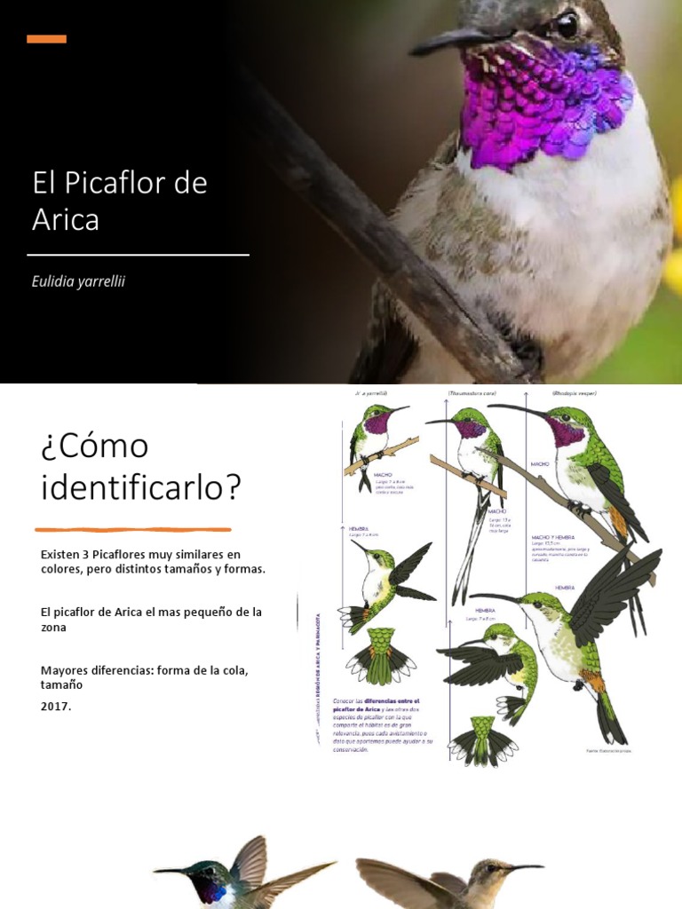 El Picaflor de Arica (1) | PDF