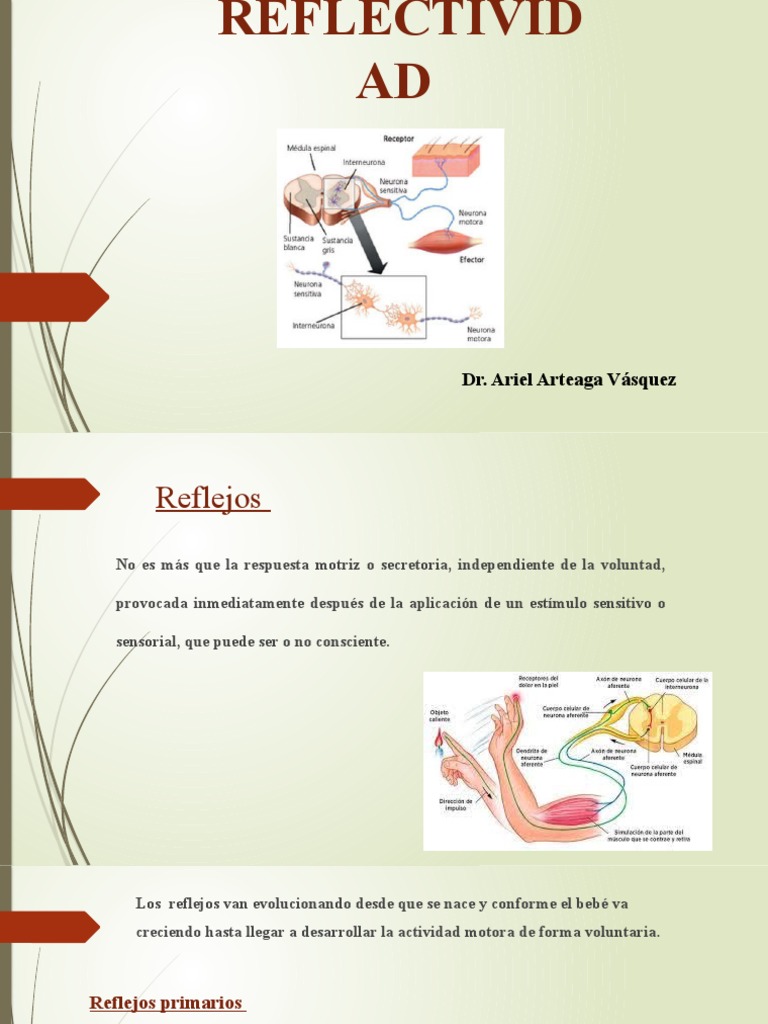 3 Reflejos | Descargar gratis PDF | Mano | Extremidades (anatomía)