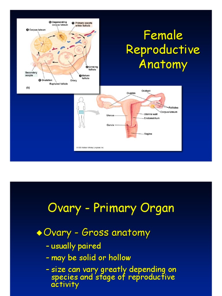 Female Anatomy 07 | PDF | Ovary | Uterus
