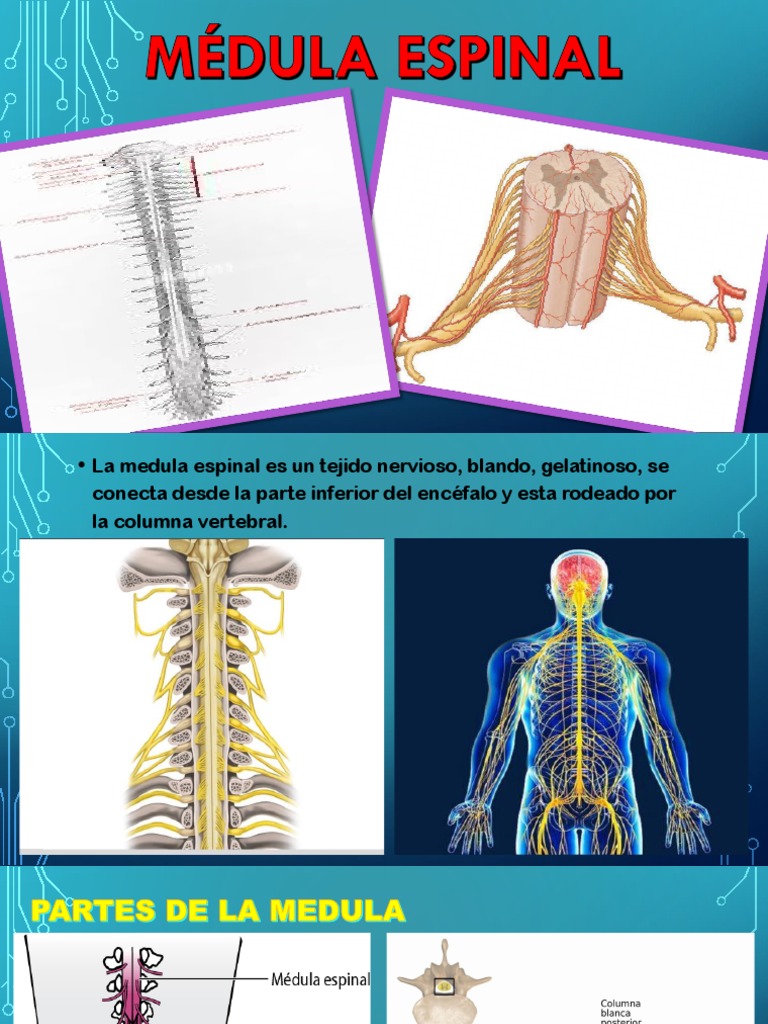 Médula Espinal - Exposicion 1 PDF | PDF