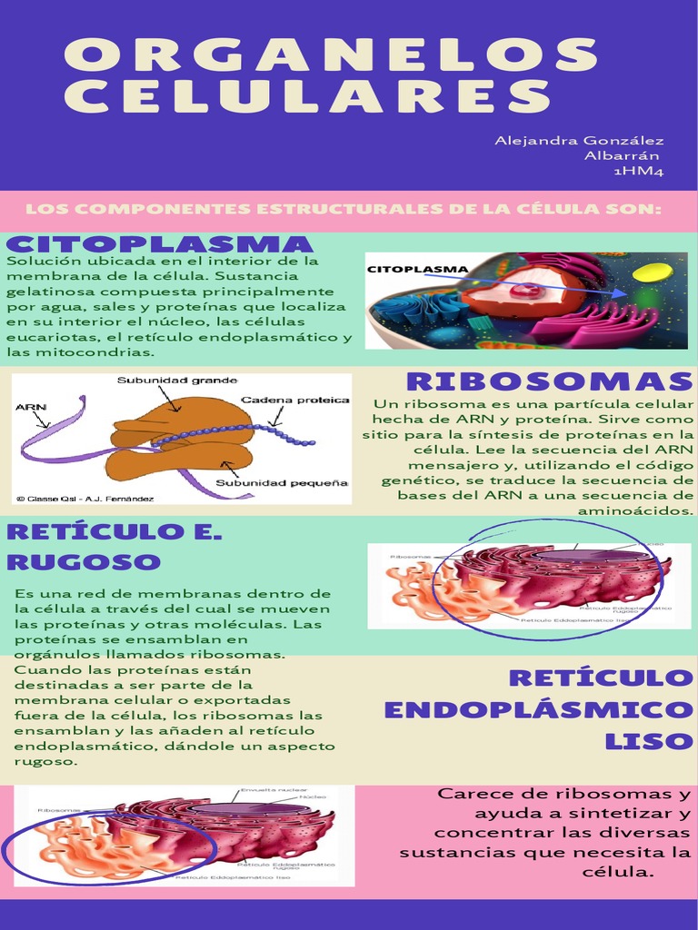 Organelos Celulares | PDF | Biología Celular) | Ribosoma