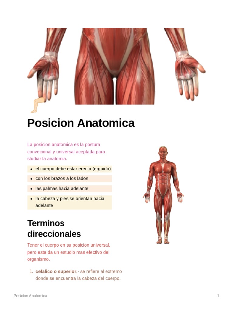 Posicion - Anatomica Apuntes | PDF | Términos anatómicos de ubicación ...