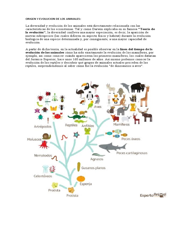 Origen y Evolucion de Los Animales | PDF