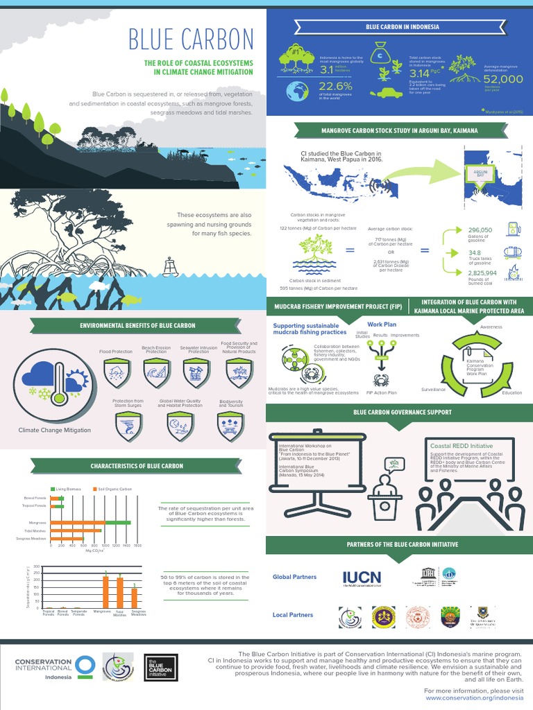 Blue Carbon Infographic (Fin) | PDF | Mangrove | Earth Sciences