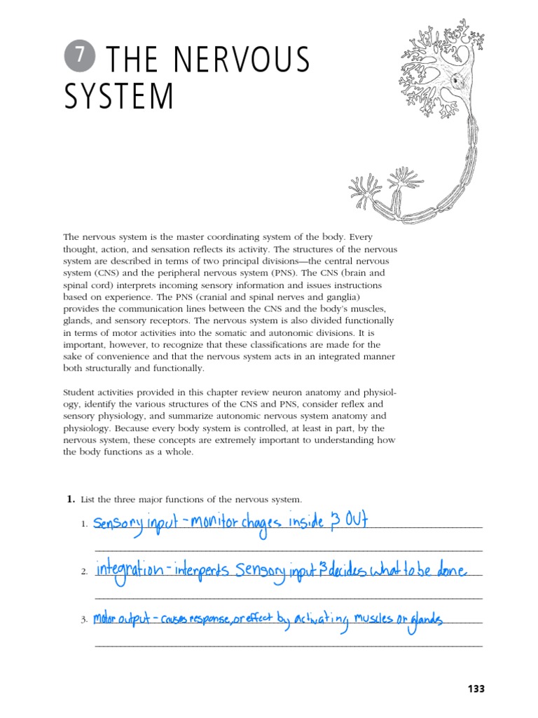Nervous System Worksheets1 | PDF | Nervous System | Neuron