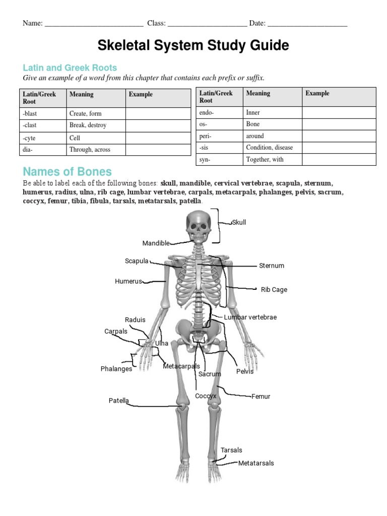 Ethan McDaniel - Skeletal System Study Guide | PDF | Vertebra | Vertebral Column
