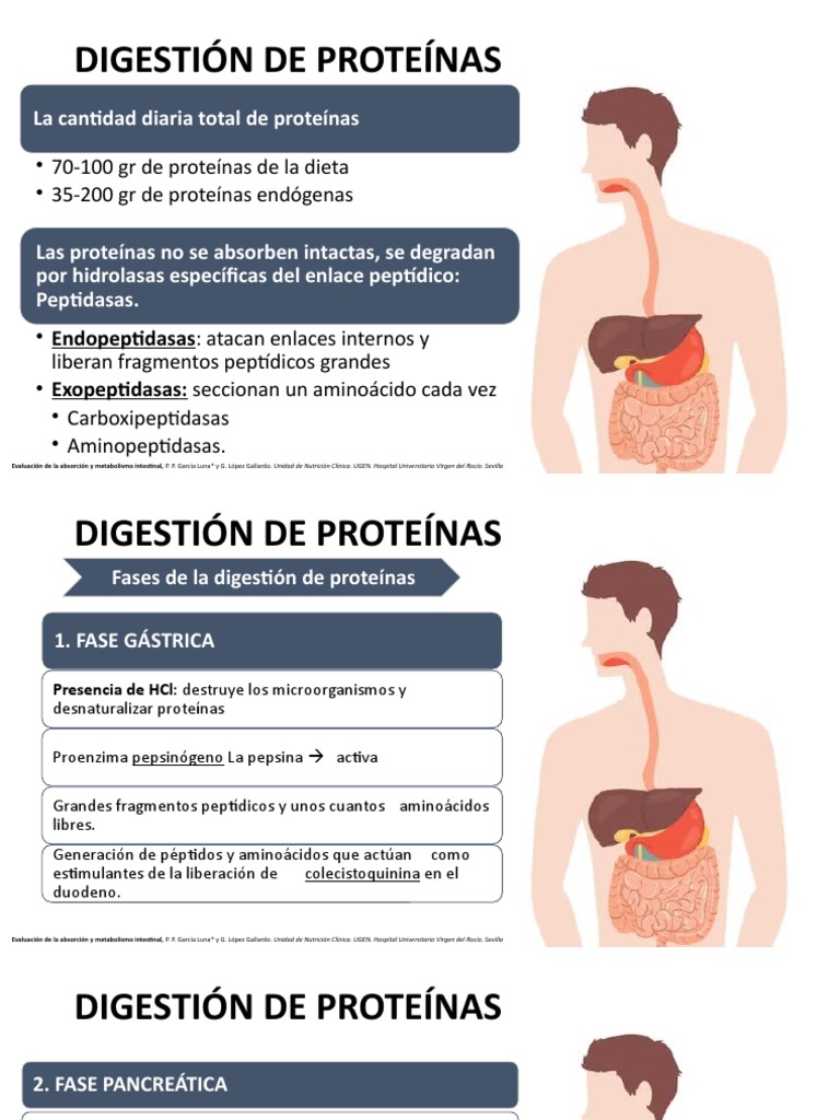 Digestión Proteínas | PDF | Digestión | Tripsina
