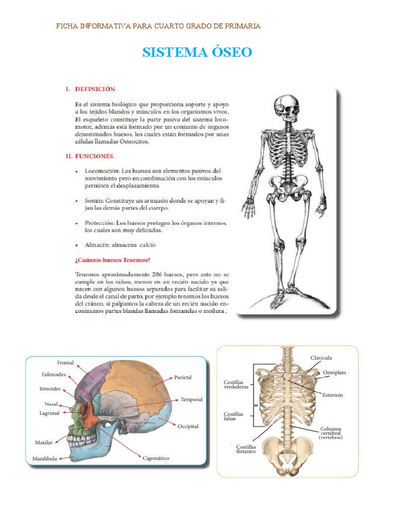 SISTEMA ÓSEO y SISTEMA MUSCULAR | PDF