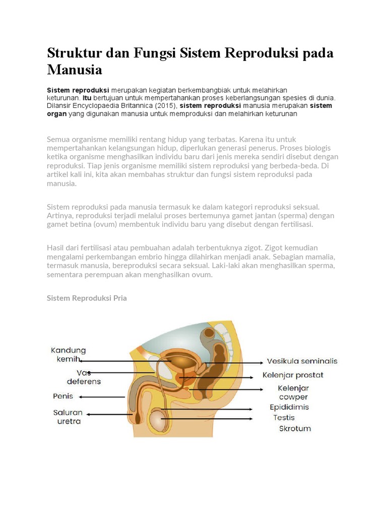 Struktur Dan Fungsi Sistem Reproduksi Pada Manusia | PDF