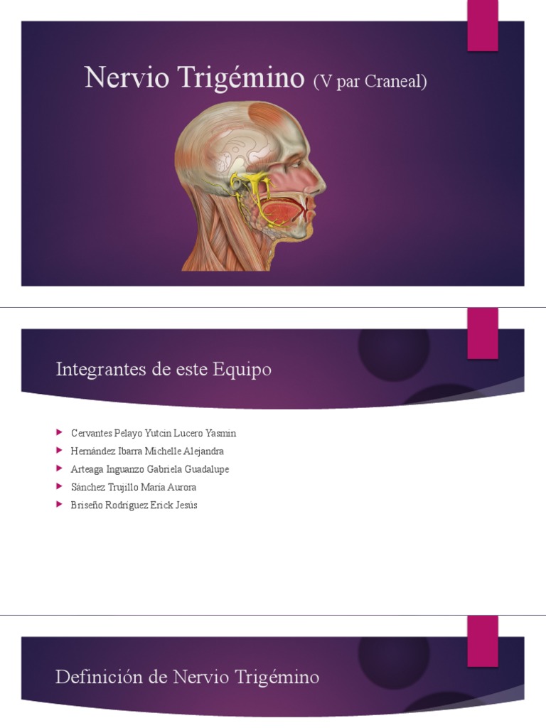 Nervio Trigémino: Estructura y Función | PDF | Cabeza y cuello humanos ...