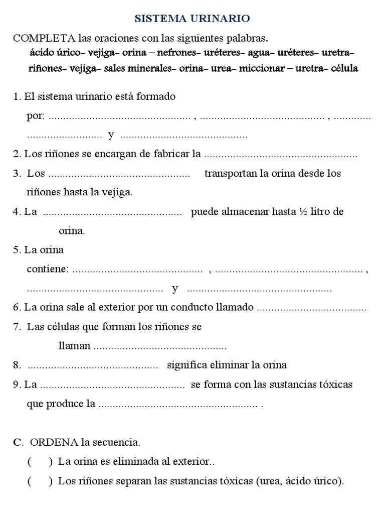 Sistema Urinario Completar | PDF