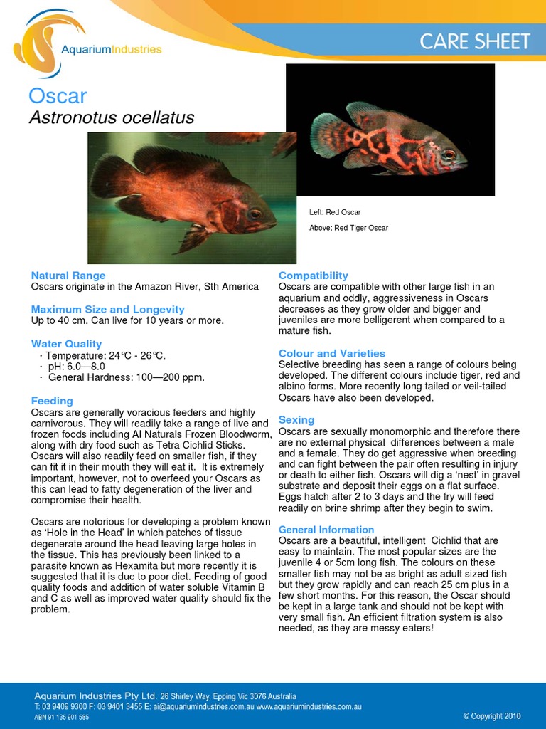 Oscar PDF | PDF | Fish