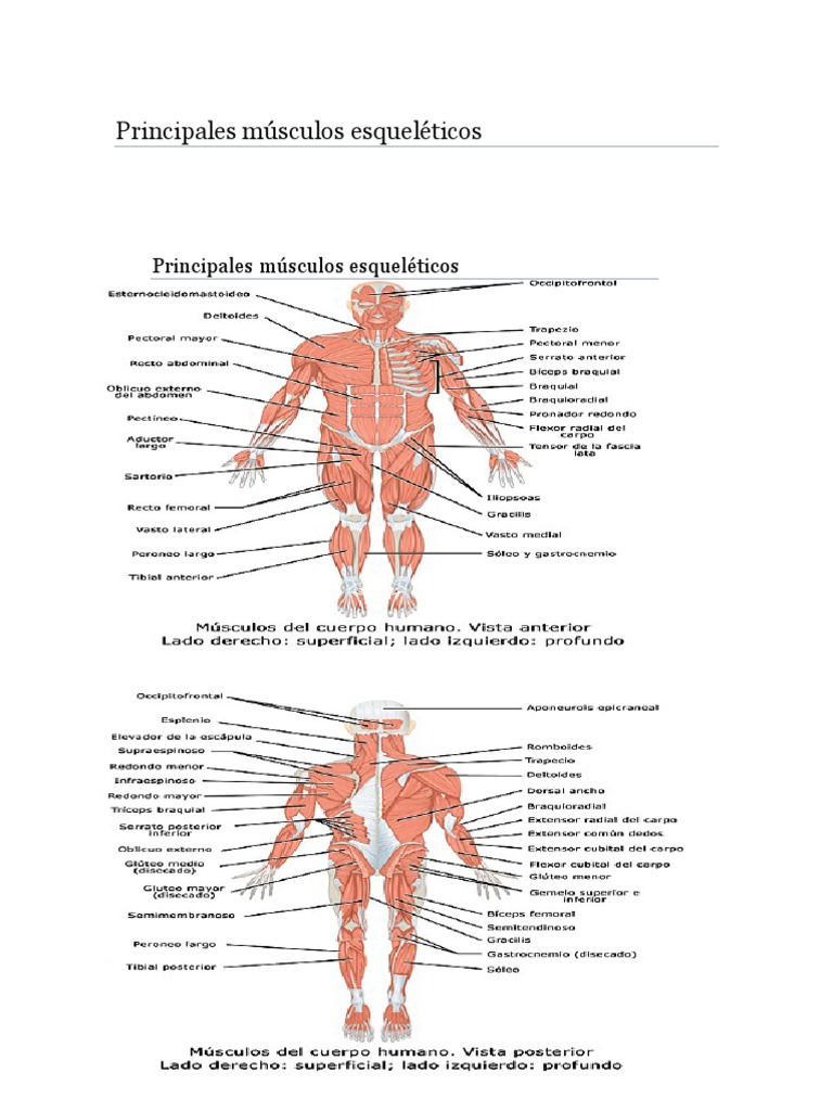 Principales Músculos Esqueléticos PDF | PDF | Hombro | Músculo