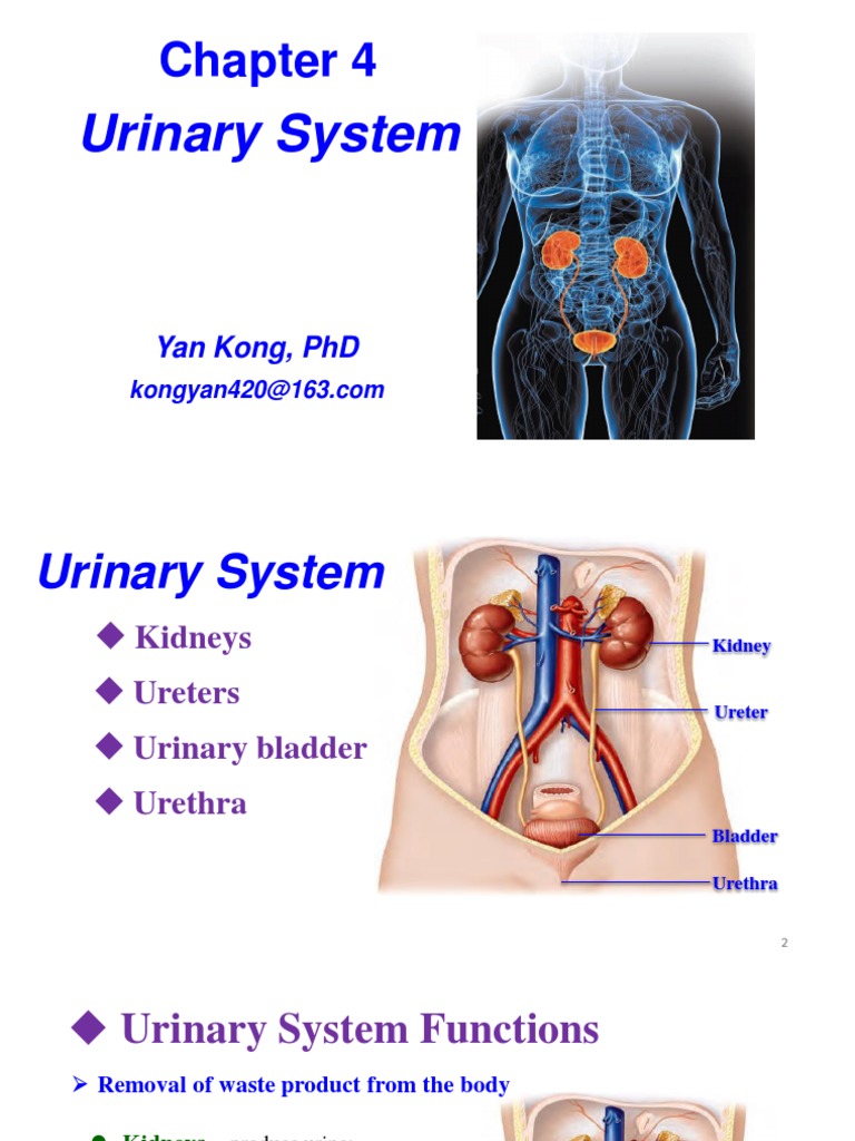 C-6 Urinary System | PDF | Kidney | Urinary Bladder