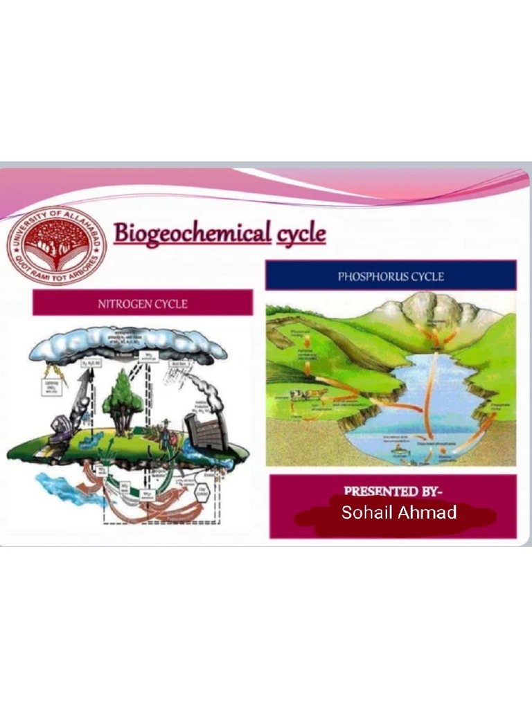 Biogeochemical Cycle PDF | PDF