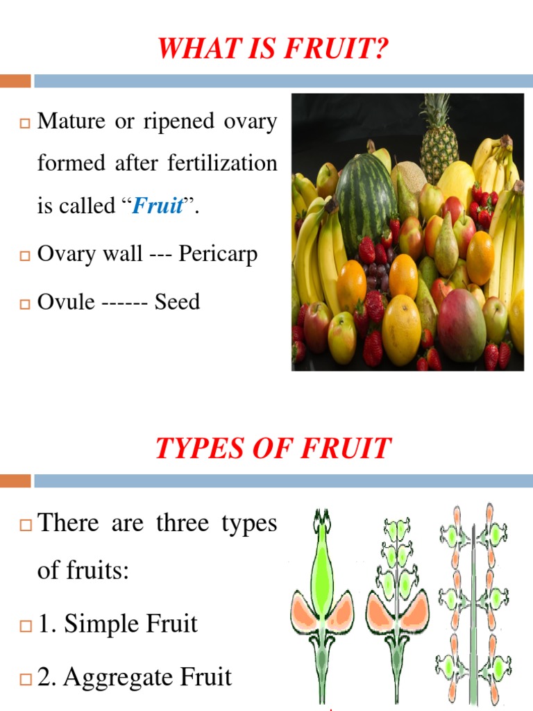 Types of Fruit and Placentation | PDF | Fruit | Branches Of Botany