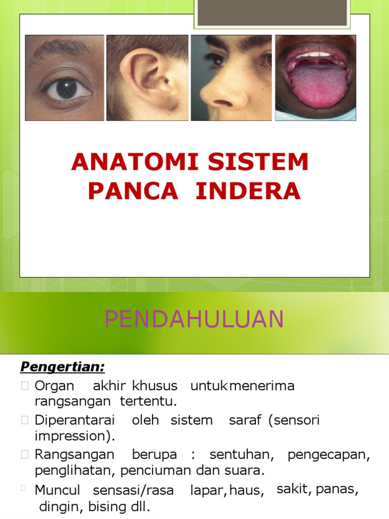 Anatomi Sistem Indera | PDF