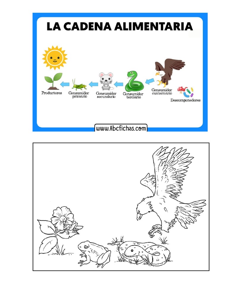 Cadena Alimentaria | PDF