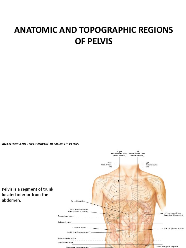 Anatomy Lecture 12 - Anatomic Topographic Regions - Pelvis | PDF ...
