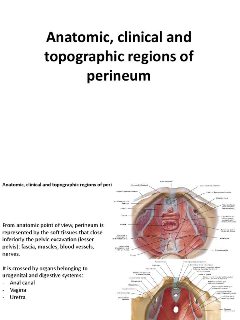 Anatomy Lecture 13 - Anatomic Topographic Regions - Perineum | PDF ...