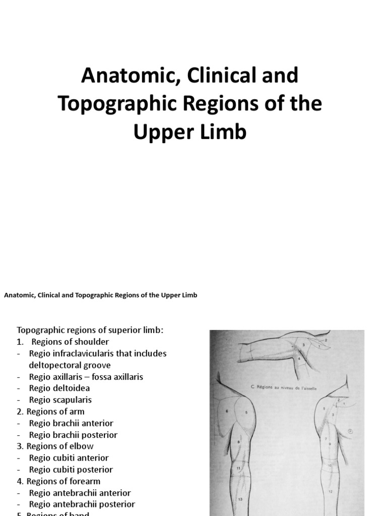 Topographic Anatomy Of Upper Limb Regions Pdf Thumb Hand