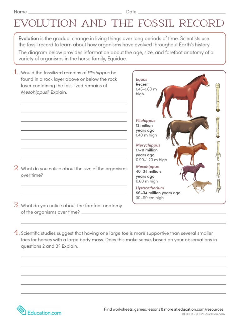 evolution-and-the-fossil-record | PDF