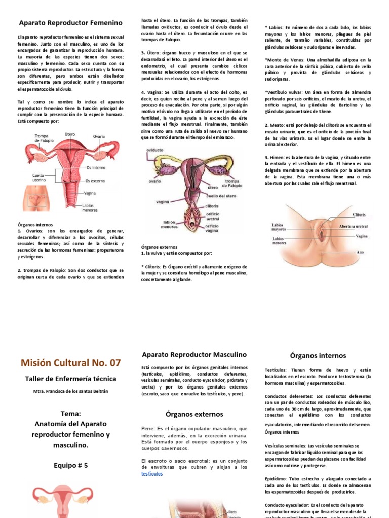 Aparato Reproductor Femenino | PDF | Sistema reproductivo | Reproducción humana
