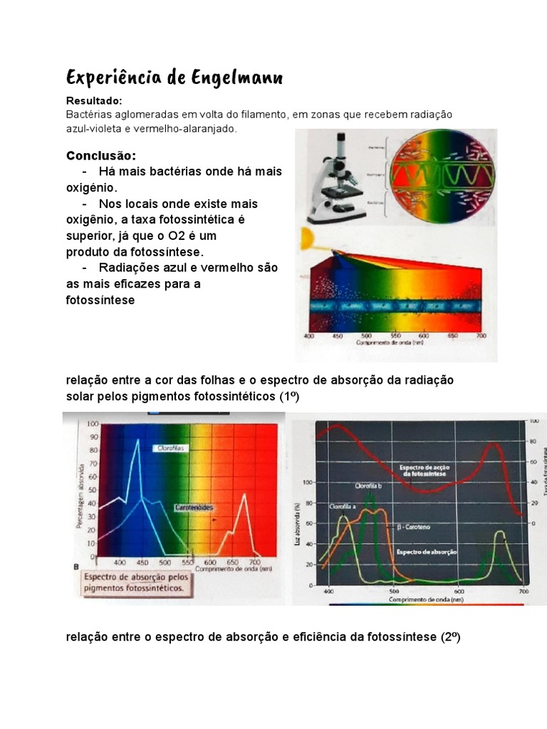 Experiência de Engelmann PDF | PDF