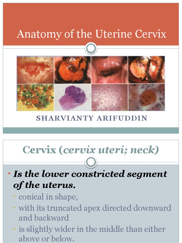 Cervical Anatomy and Histology Overview | PDF | Uterus | Women's Health