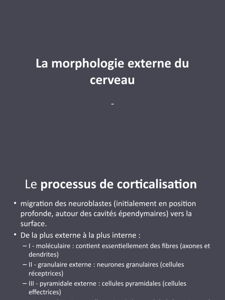 Le Cerveau | PDF | Circonvolution cérébrale | Cortex cérébral