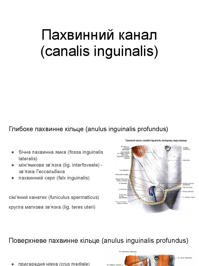 Canalis Inguinalis | PDF