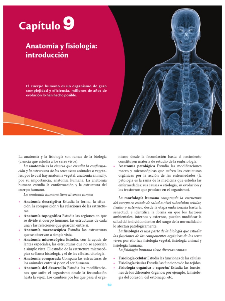 Anatomia | PDF | Epitelio | Tejido conectivo
