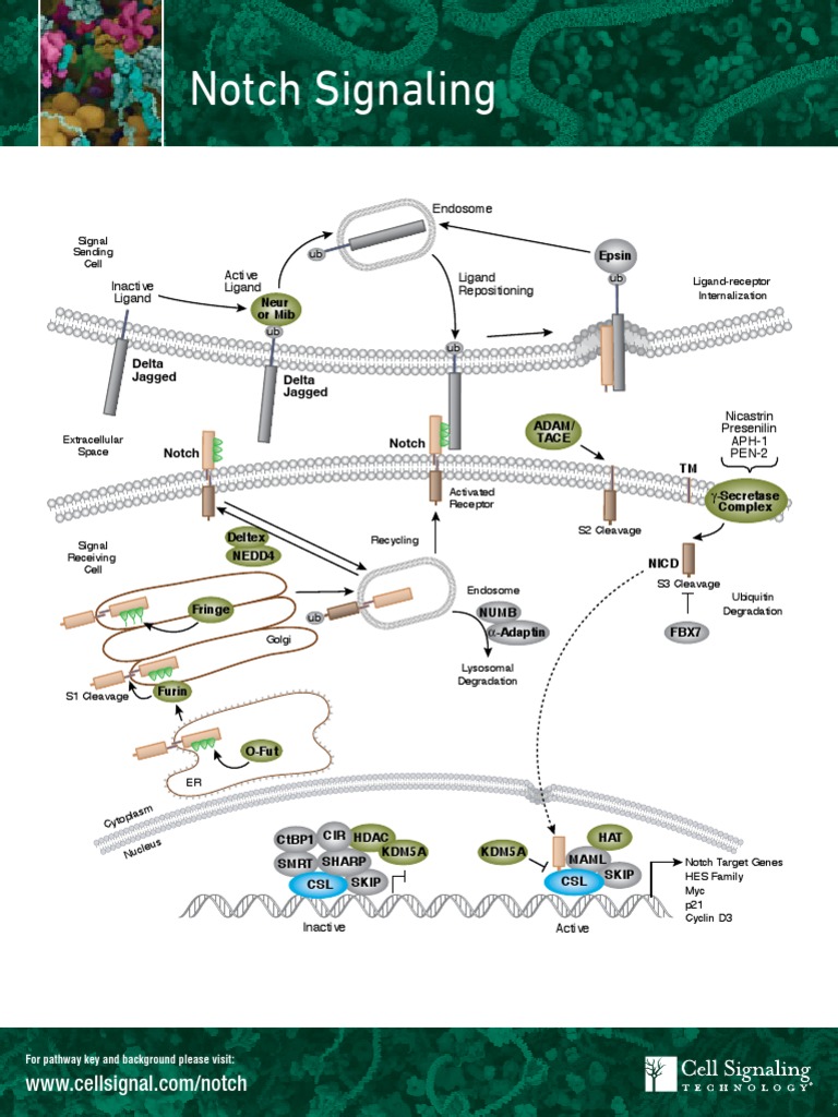 Https - Learn - Cellsignal.com - Hubfs - Pdfs - 16 Fly DLB 00061 Eng Notch PW Handout SM | PDF ...