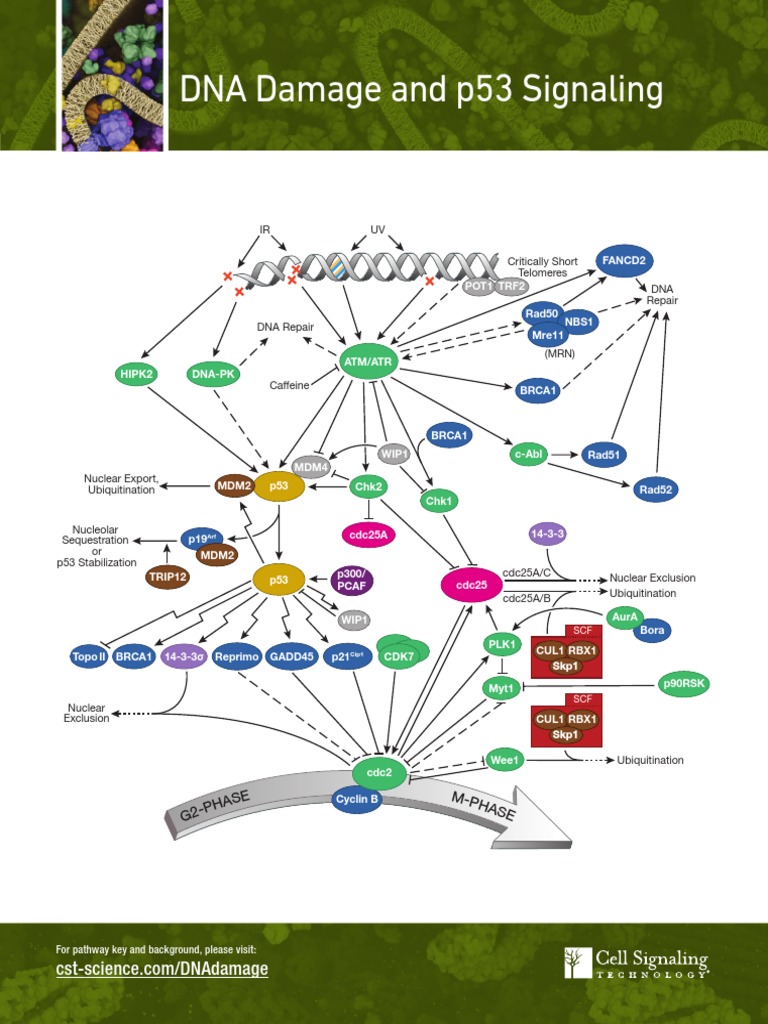 Https Learn - Cellsignal.com Hubfs Pdfs 19-Cel-11131-Pwh-Digital | PDF | Cell Biology | Biochemistry
