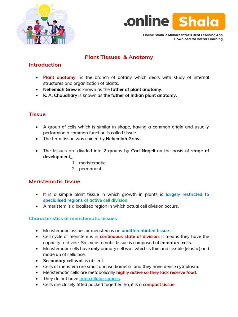 Plant Tissues & Anatomy | PDF | Tissue (Biology) | Leaf