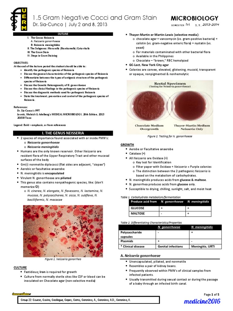 Microbiology 1.5a Gram Negative Cocci and Gram Stain - Dr. Sia-Cunco PDF | PDF | Medical ...