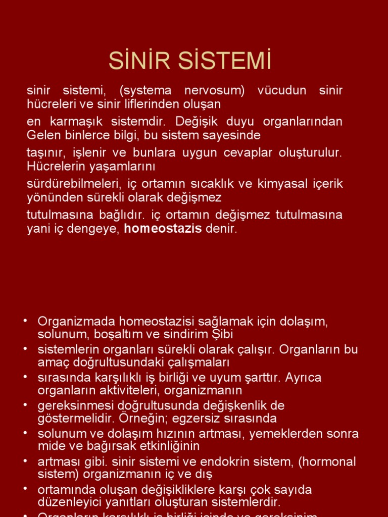 Sinir Sistemi | PDF