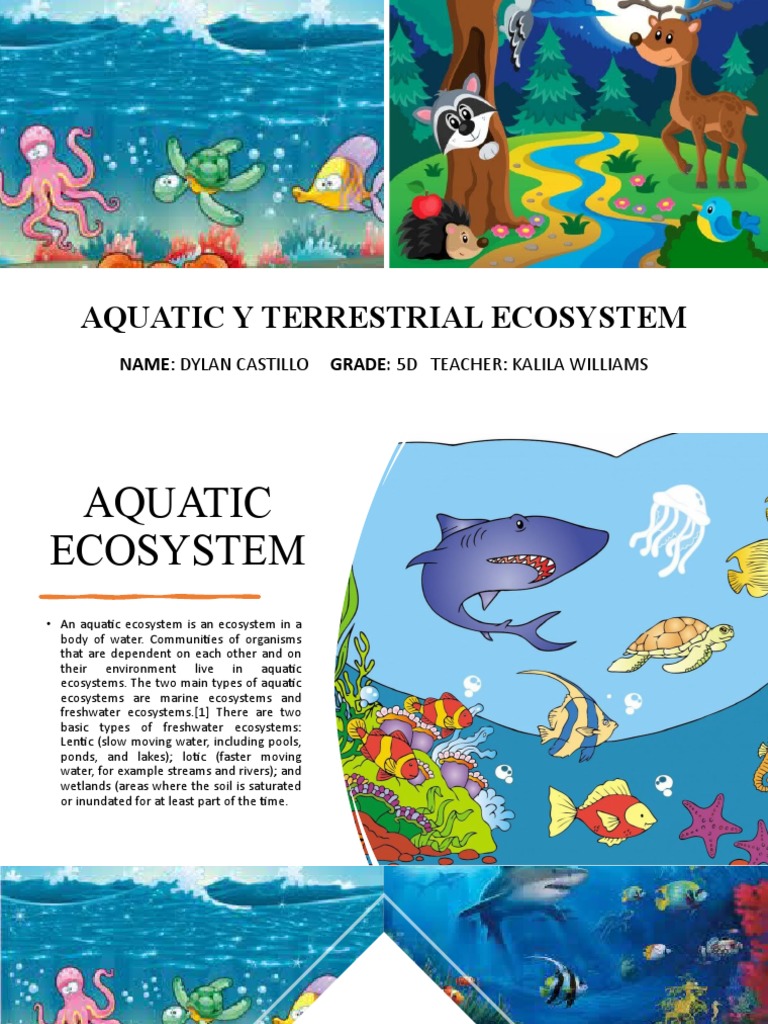 Aquatic Ecosystem Dylan Castillo 5D | PDF Aquatic Ecosystem Dylan Castillo 5D | PDF