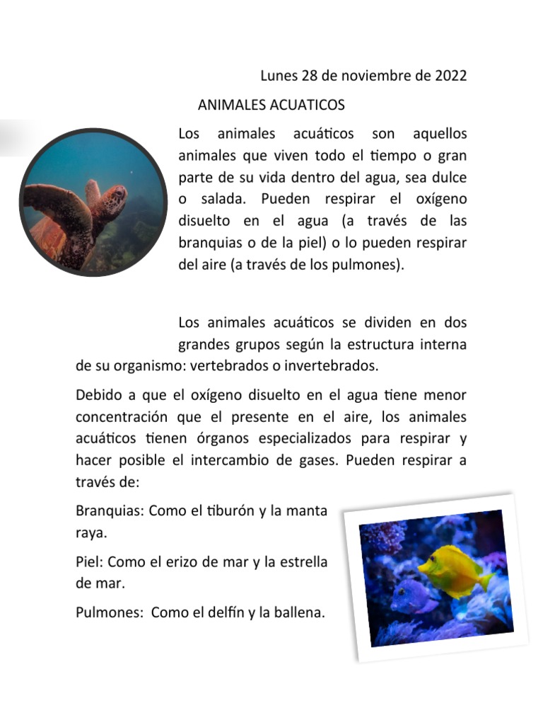Animales Marinos | PDF